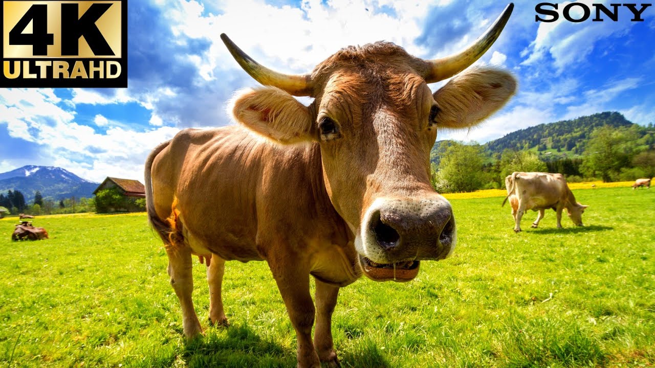 4K HDR 60FPS DOLBY VISION DEMO 4K | SONY 4K VIDEO ULTRA HD DEMO | 4K ...