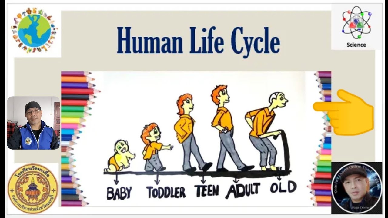 Science For Grade Three | Human Life Cycle | Science Online Class For ...
