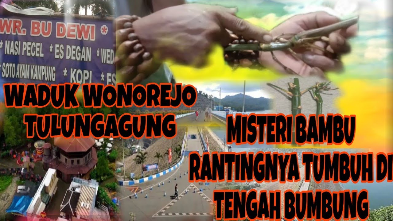 KISAH NYATA PENEMUAN BAMBU TUMBUH RANTING DI TENGAH BUMBUNG DARI WADUK ...