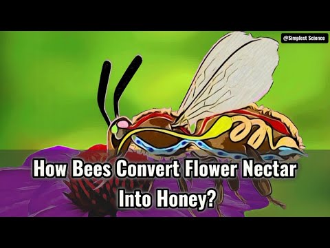 Which Type Of Honey Bees Collect Nectar From Flowers