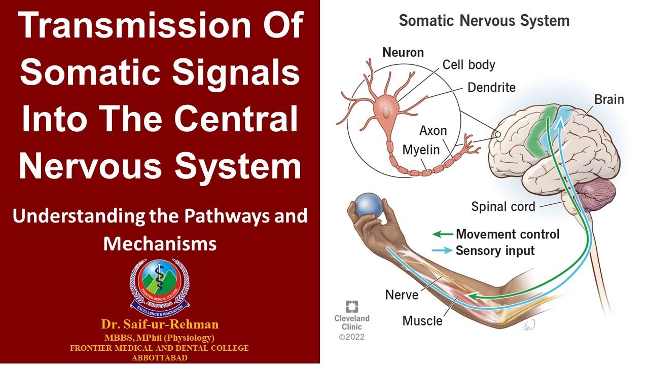 Transmission of somatic signals into the central nervous system - YouTube