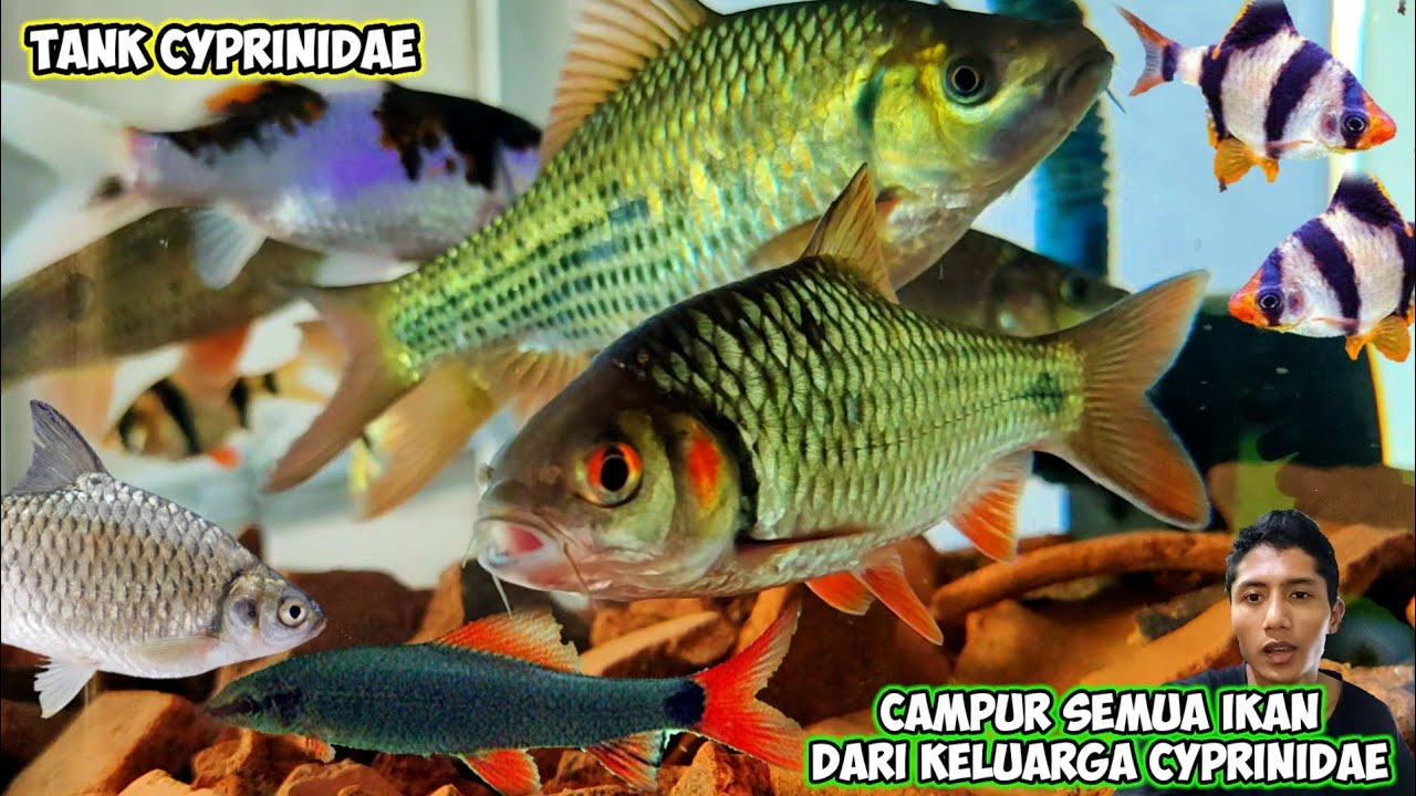 BIKIN KERAJAAN IKAN CYPRINIDAE campur semua ikan cyprinidae - YouTube