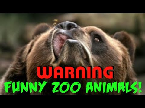 Funniest ZOO Moments ||Funny animals|| Make you happy. - YouTube