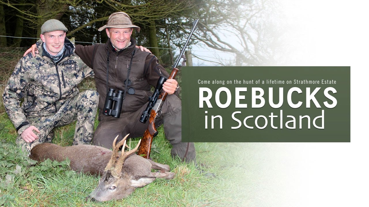 ROEBUCK IN SCOTLAND - YouTube