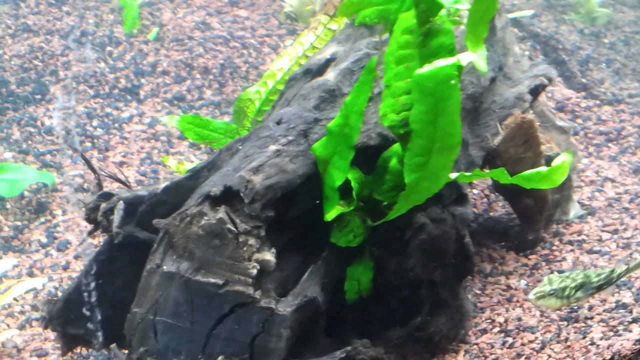 Baby fahaka swimming - YouTube