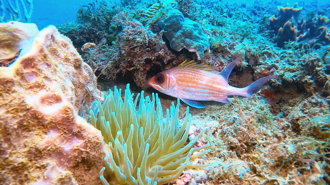 Life in a Coral Reef ( Rincón Puerto Rico ) - YouTube