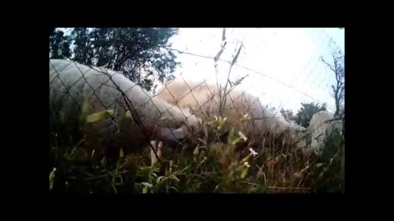 KéK TőGY - Jönnek a cocák (Come fi Pigs) - YouTube