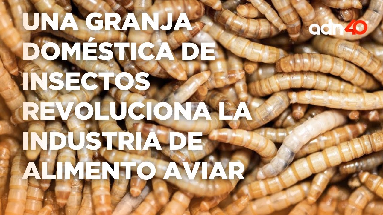 Una granja doméstica de insectos revoluciona la industria de alimento ...
