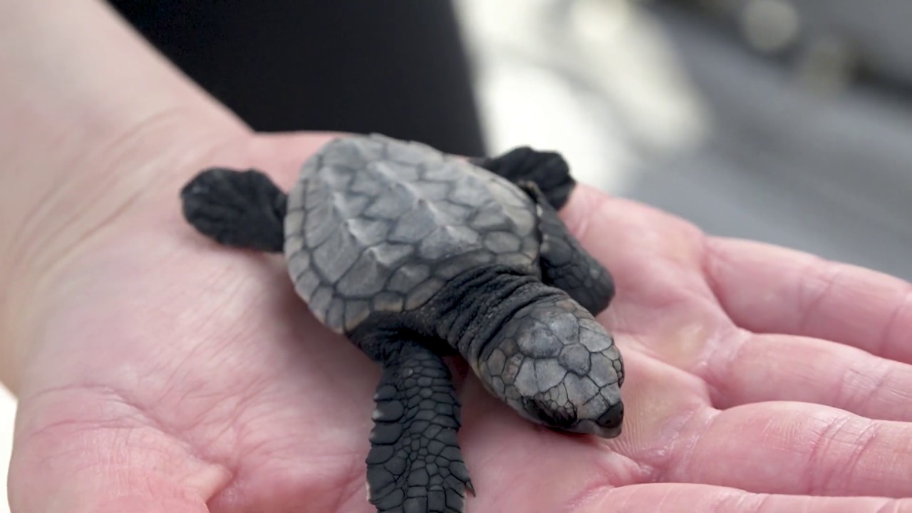 Sea World release Loggerhead Turtle Hatchlings - YouTube