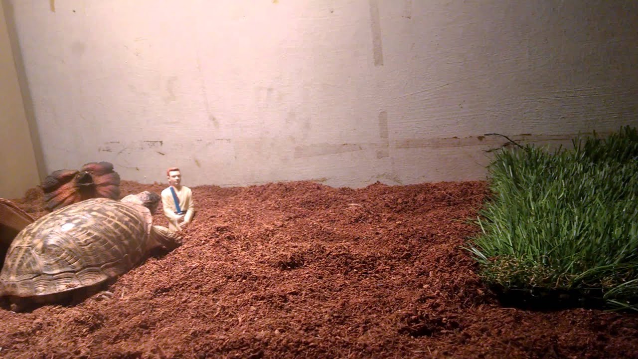 Angry turtle - YouTube