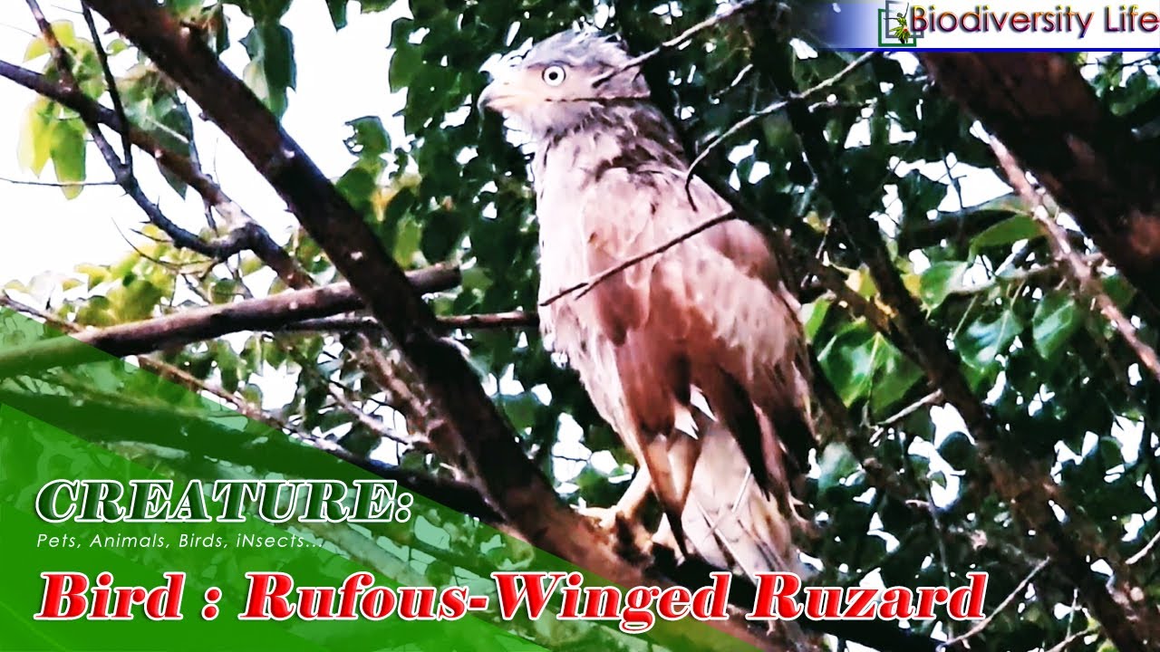 CREATURE _13: Bird : A Beautiful Bird under the Rain Called Rufous ...