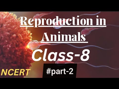 Reproduction in Animals | Class-8th | chapter 6 | NCERT #part2 - YouTube