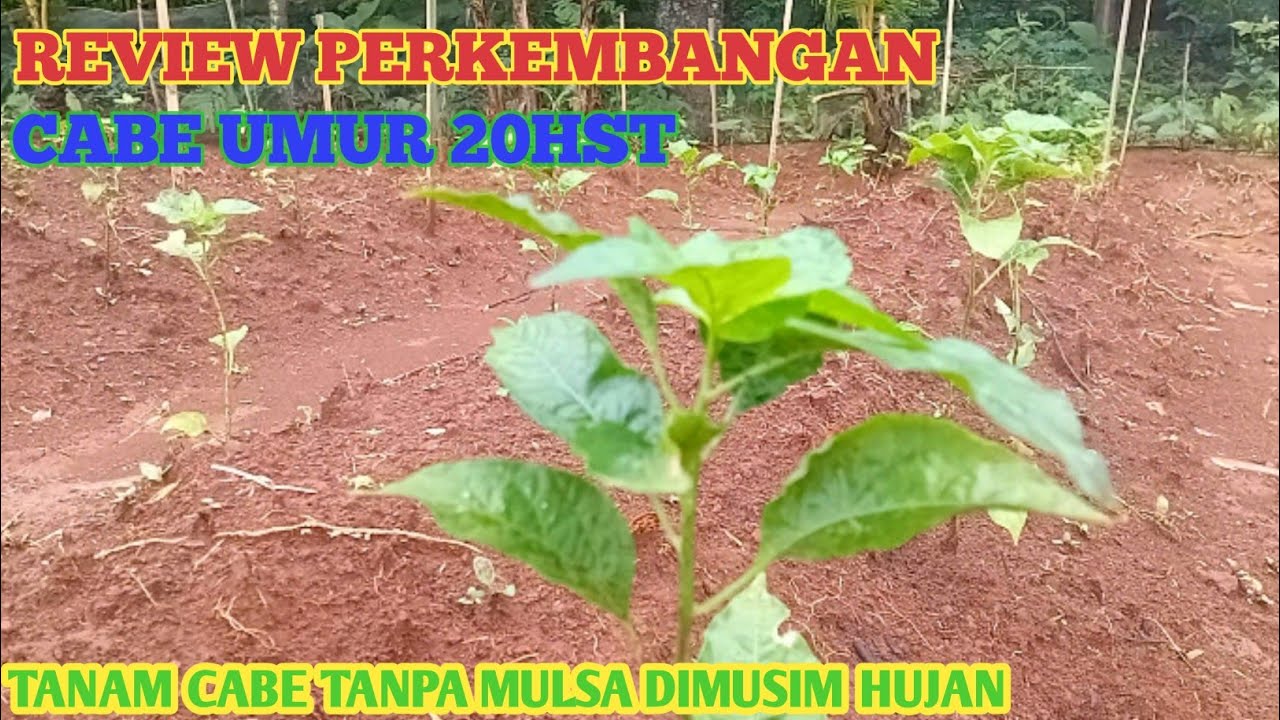 REVIEW PERKEMBANGAN CABE UMUR 20HST METODE TANPA MULSA - YouTube