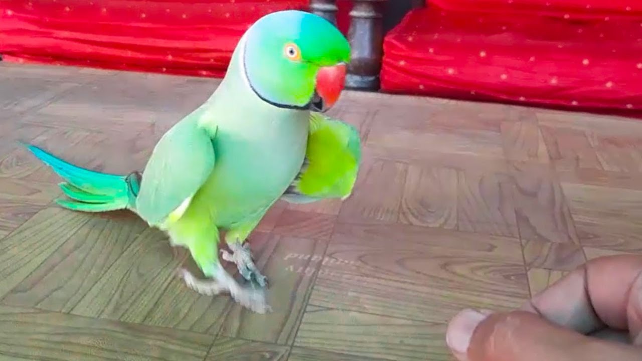 Amazing Romeo Cutely Saying Metu Metu Metu - YouTube