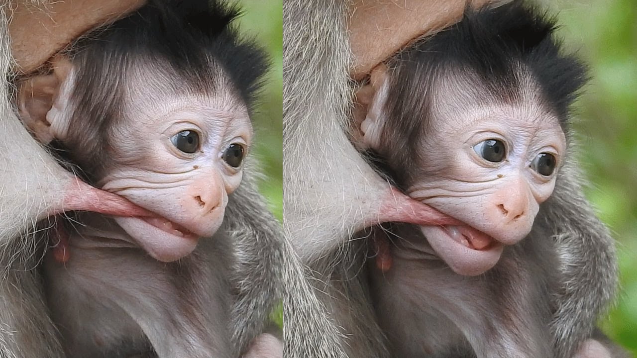 Cool Milk! Baby Monkey Drinks Delicious Milk, But He B-ites His Mom ...