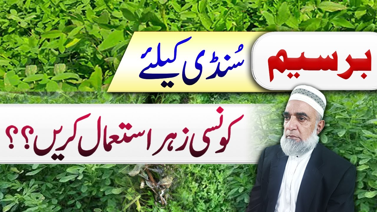 How to control American sundi from Berseem effectively || Crop Reformer ...