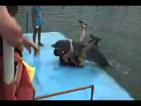 Dolphin Getting Frisky - YouTube