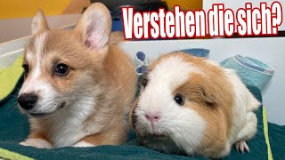 Verstehen sich die Meerschweinchen mit dem Hund? | Doovi