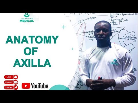 ANATOMY OF AXILLA(armpit) MADE EASY - YouTube