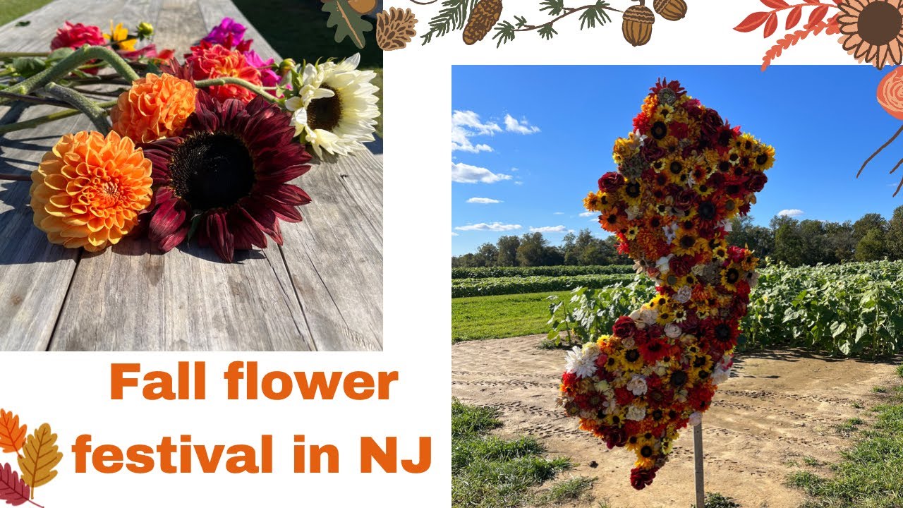 Fall flower festival NJ -Holland Ridge farm #weekend #daytrips # ...