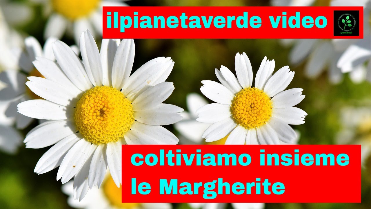 Come coltivare le Margherite - YouTube
