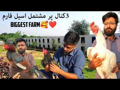 Beautiful Aseel Murgha Farm in Pakistan | Aseel Murgha Farming and Bussiness ideas