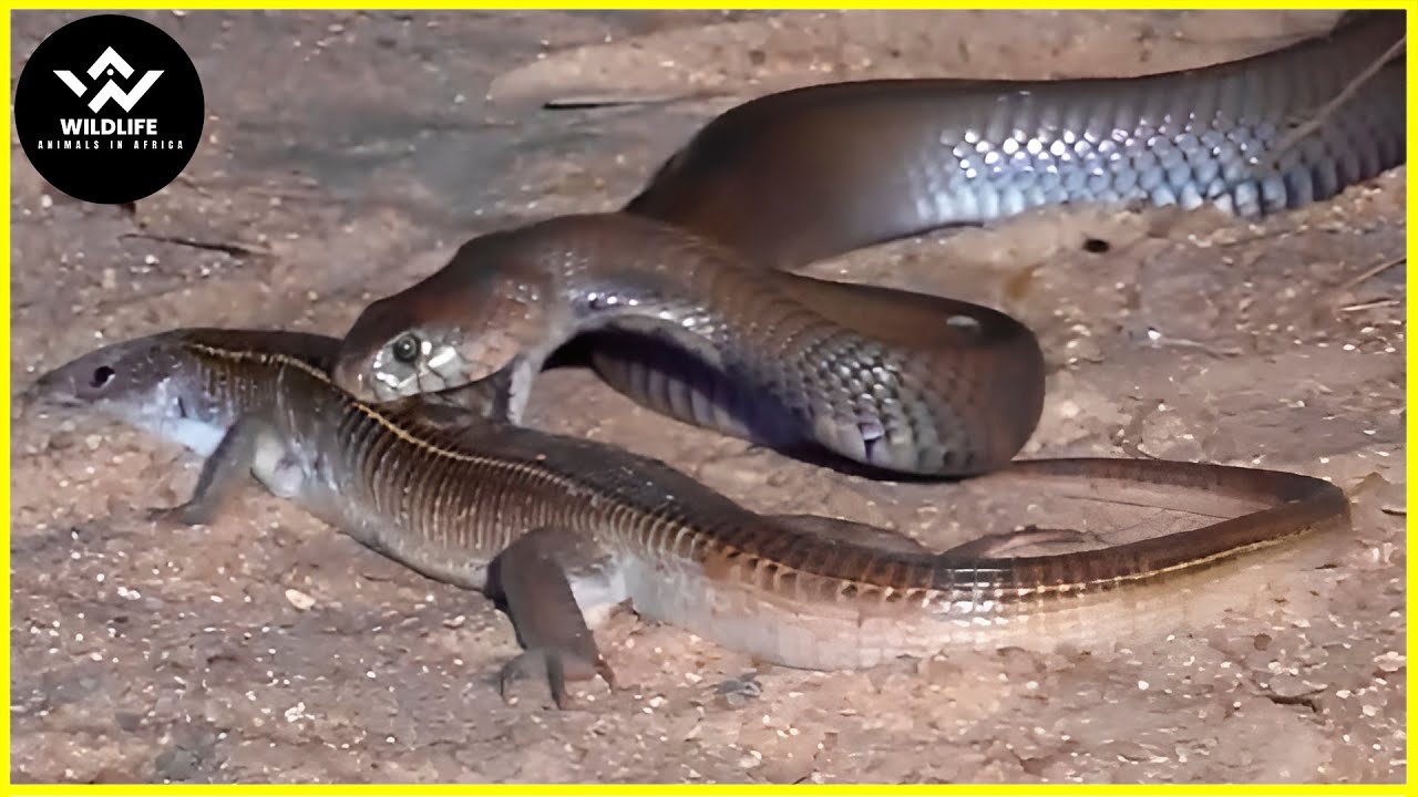 15 Horrifying Moments LIZARD Become Prey For SNAKE And Other Animals ...