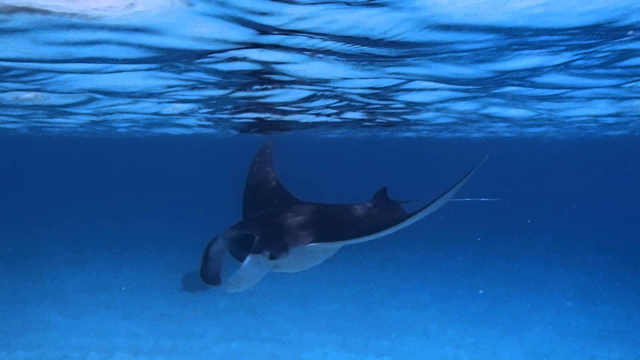 Manta Ray at Bari Reef Bonaire - YouTube