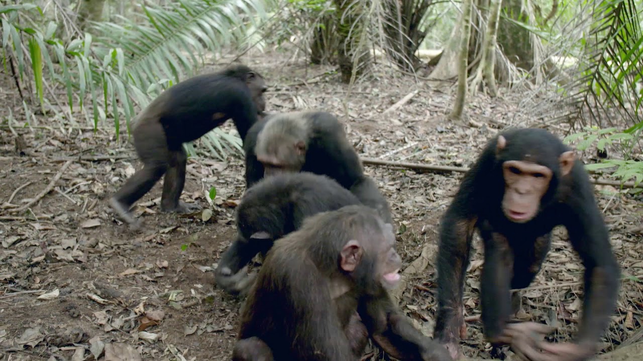 Chimpanzee Kefan Leads With Kindness on JGI's Tchimpounga Island ...
