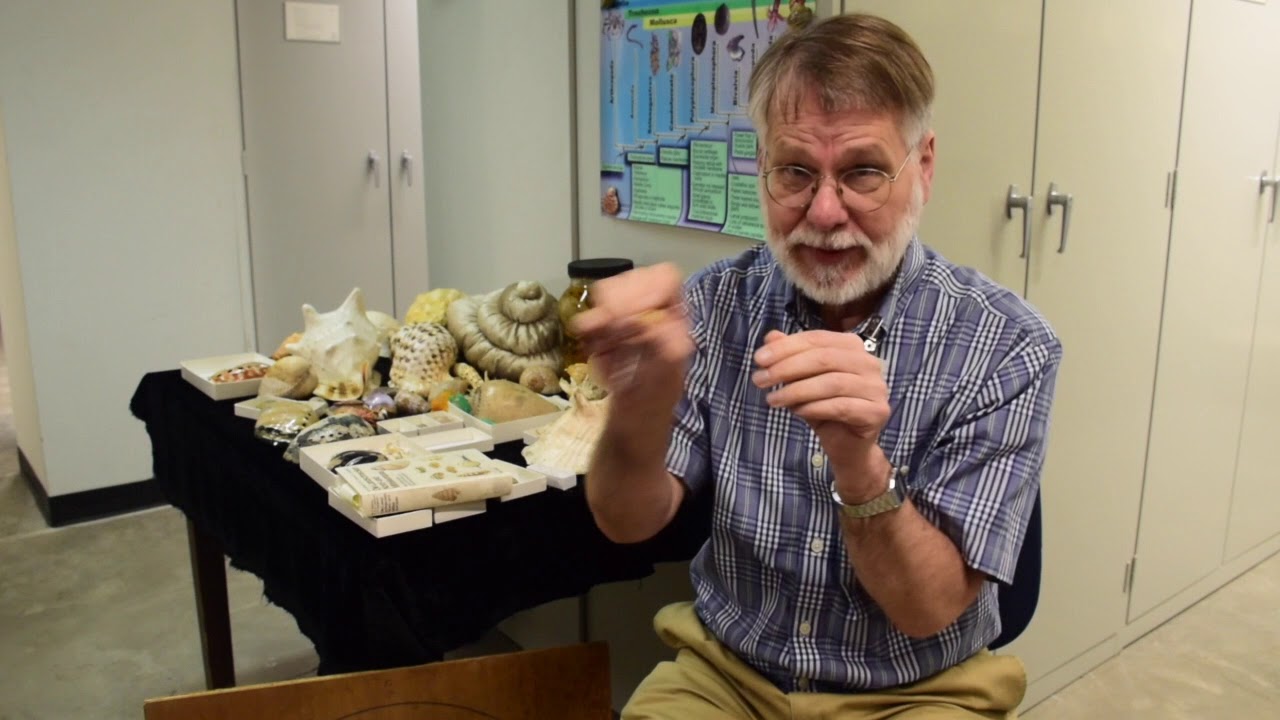 Ask a Scientist: What is the fastest snail? - YouTube