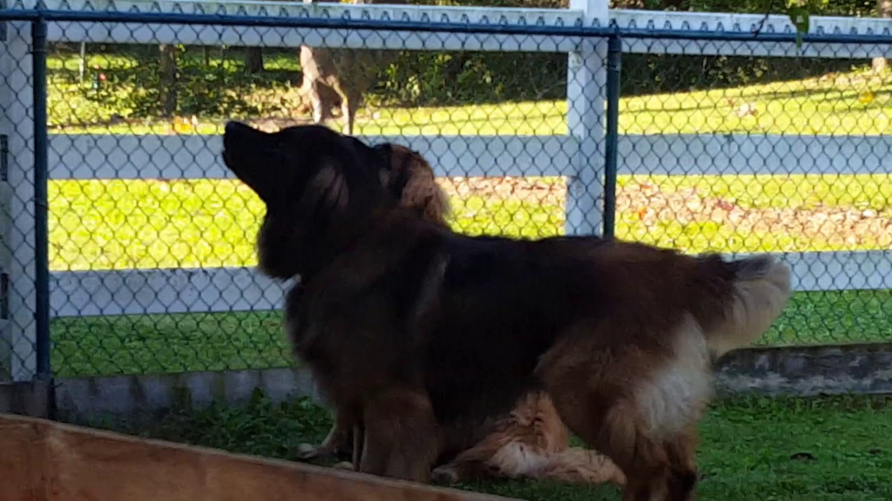 Leonberger protection - YouTube