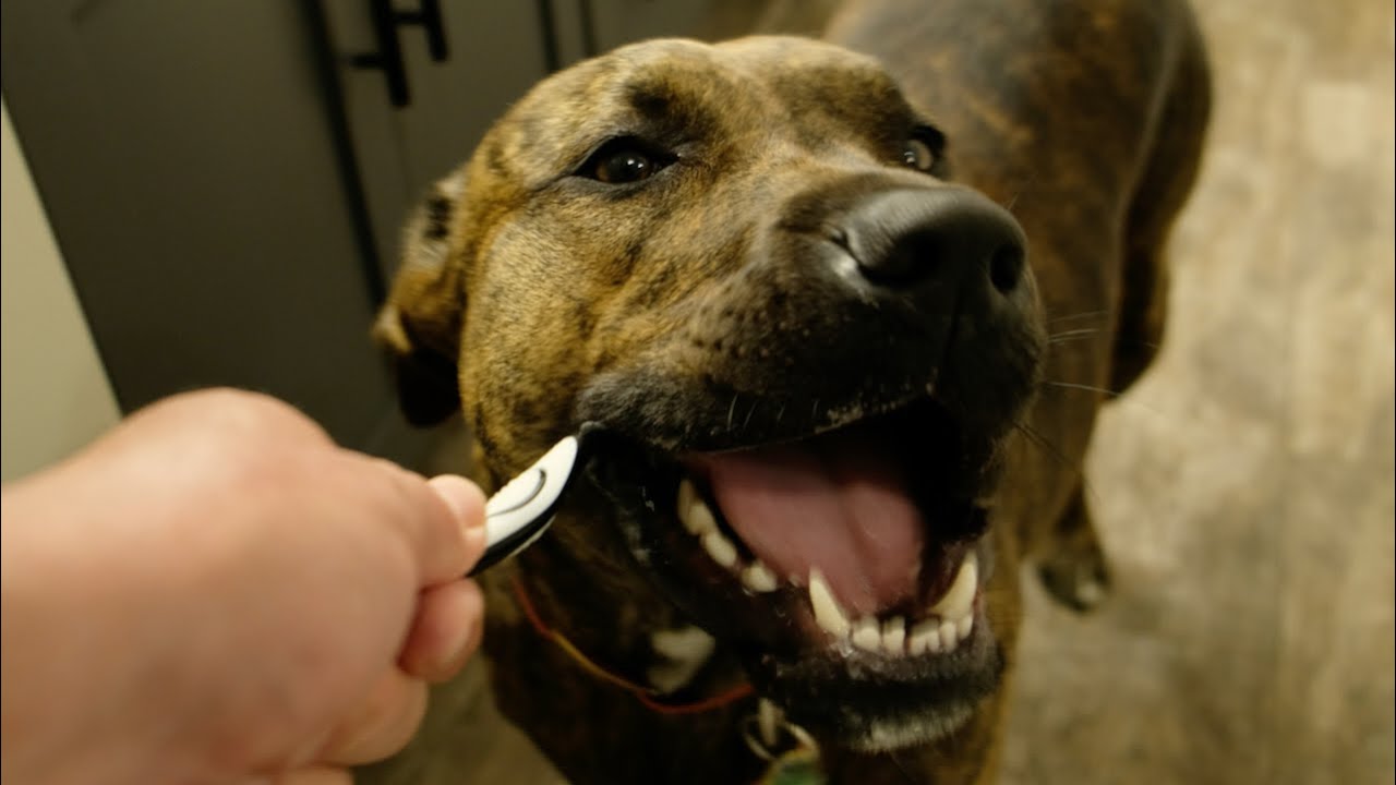 Toofer Tuesday #19 - YouTube