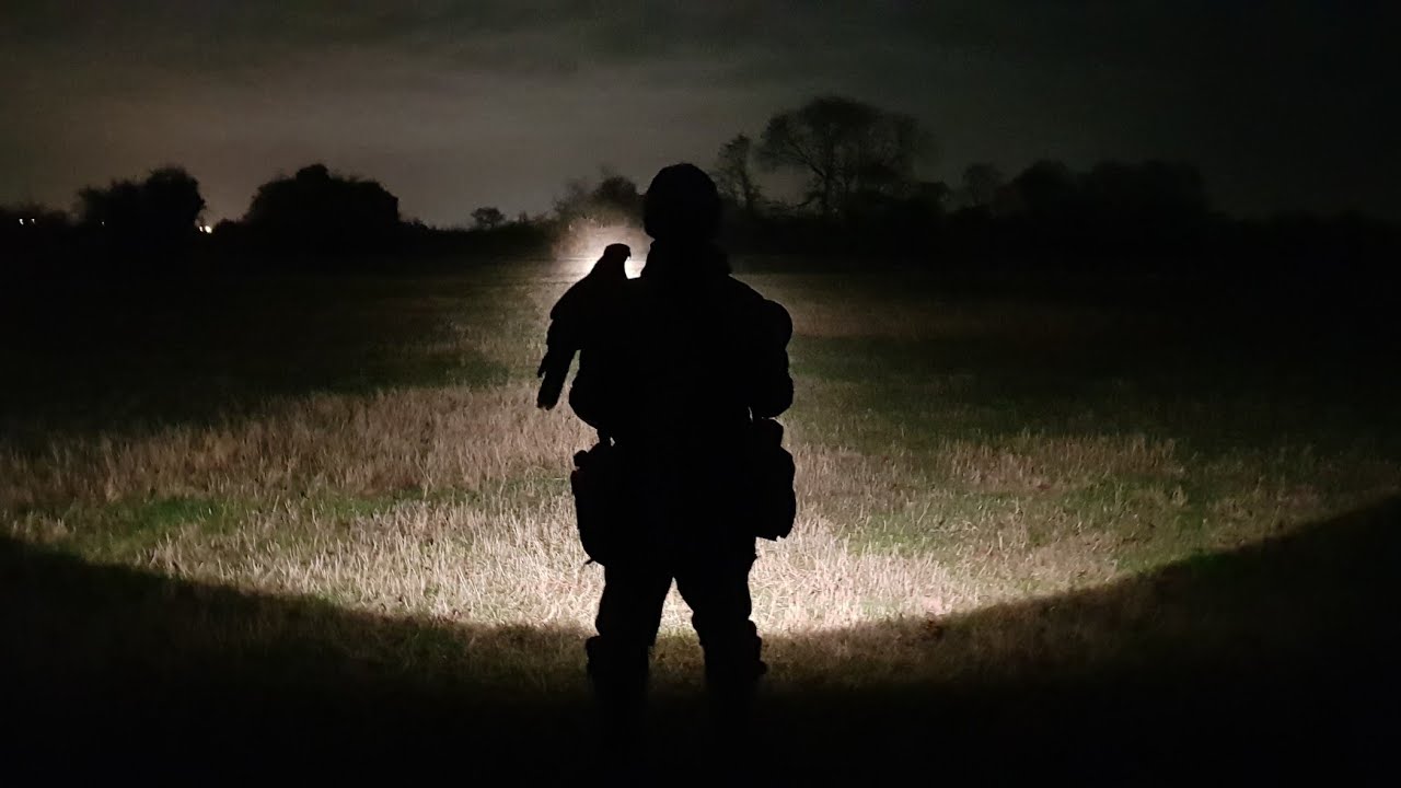 Harris Hawk - Lamping Rabbits With A Harris Hawk - YouTube