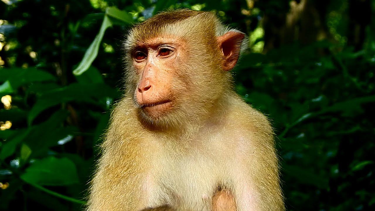 Monkey Mille really love her sweet time to take a nap - YouTube