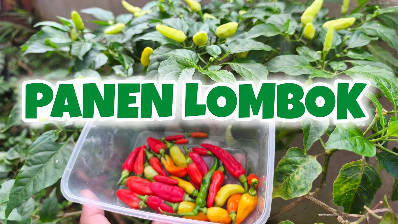 PANEN LOMBOK DI HALAMAN RUMAH #panen #panencabai #cabailokal - YouTube