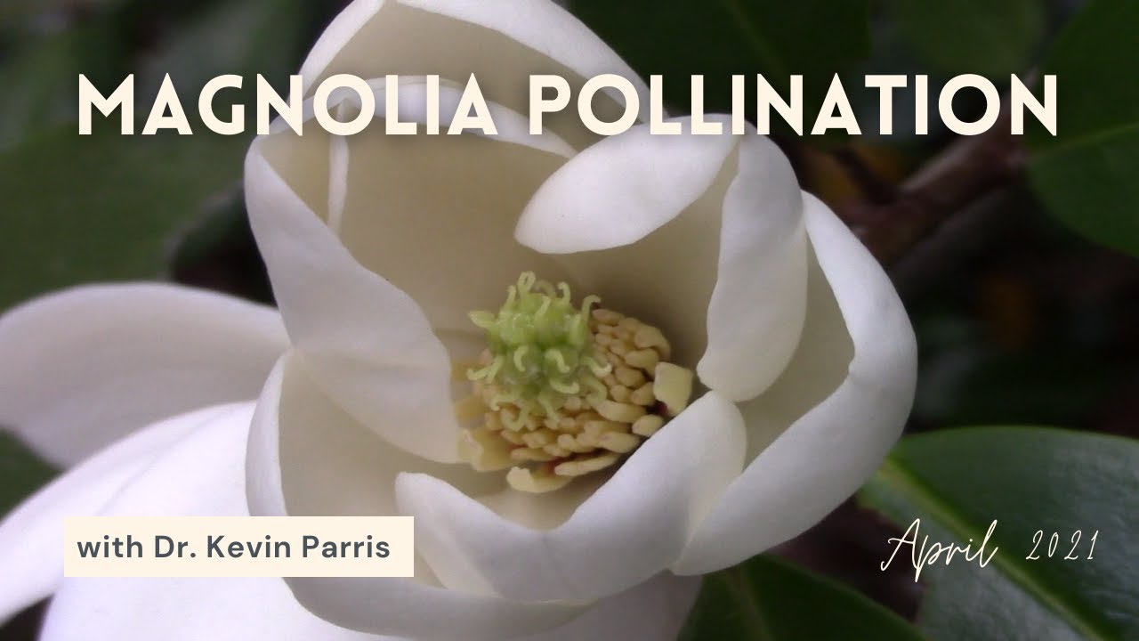Magnolia Hybridization & Pollination with Dr. Kevin Parris - YouTube