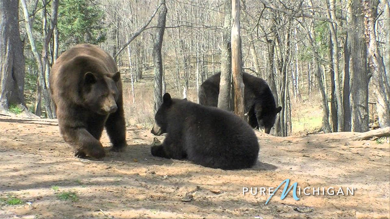 Oswald s Bear Ranch In Michigan s Upper Peninsula Pure Michigan YouTube oswald-s-bear-ranch-in-michigan-s-upper-peninsula-pure-michigan-youtube