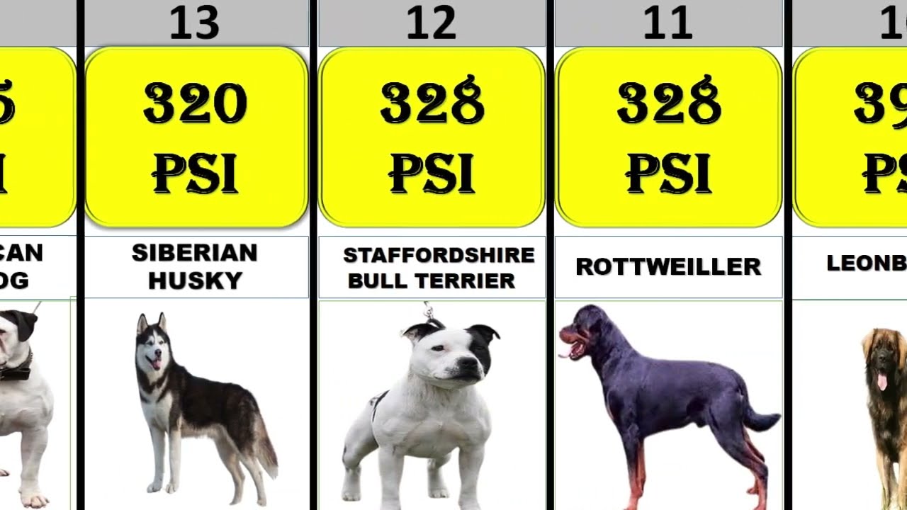 Top 25 Dog Bite Force PSI Comparison YouTube Top 25 Dog Bite Force PSI Comparison YouTube
