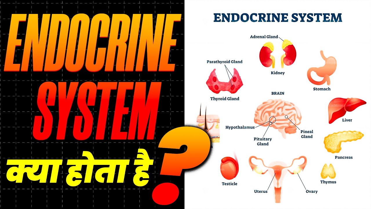 "How Your Endocrine System Keeps You in Balance: Explained!" - YouTube