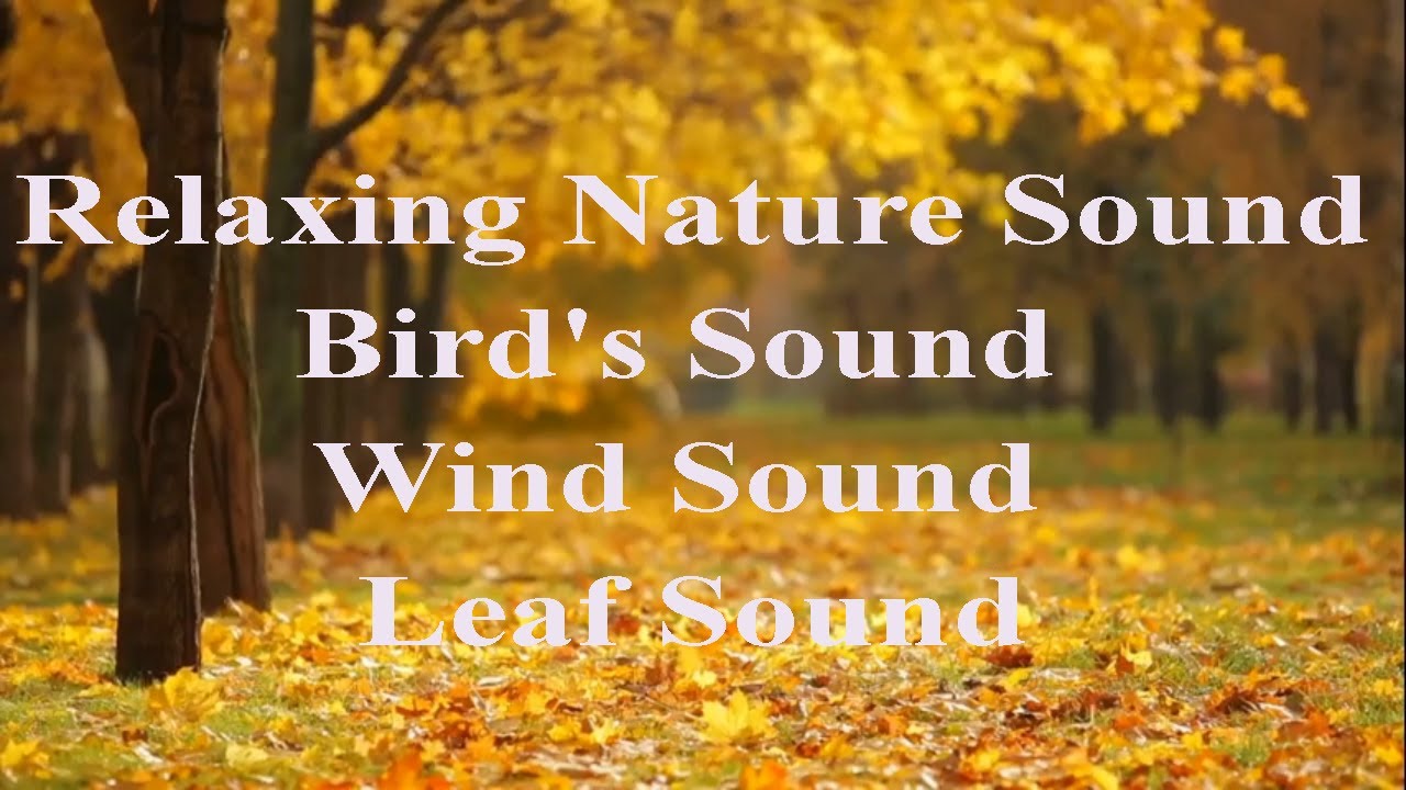Relaxing Nature Sound | Bird's Sound | Wind Sound | Leaf Sound - YouTube