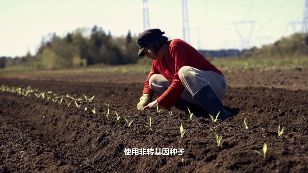 聚焦作品 │Vancouver QQ Farm —— 替温哥华的你们提供最健康、优质的食材！ - YouTube