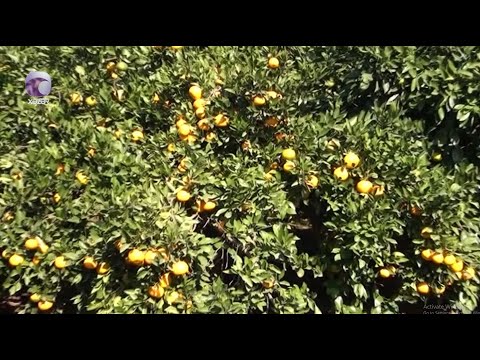 Naringi yerində neçəyədir?