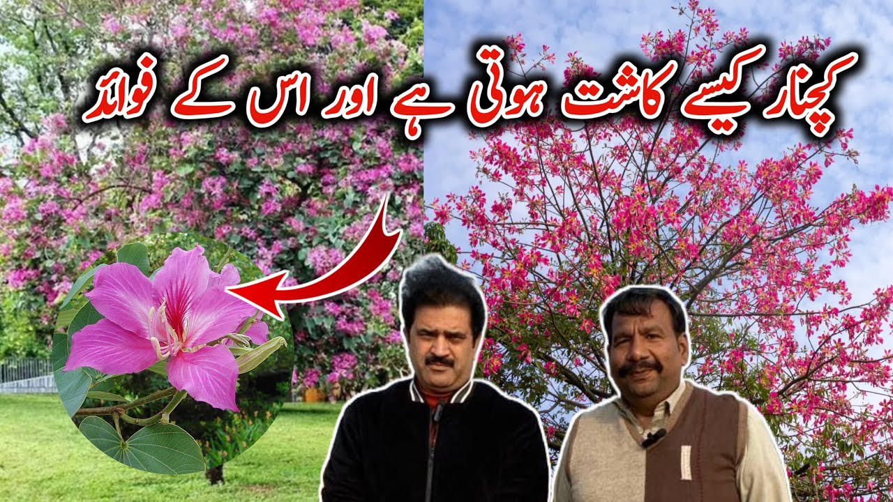 How to grow kachnar tree|KACHNAR Great Medicinal Nutritional Importance ...