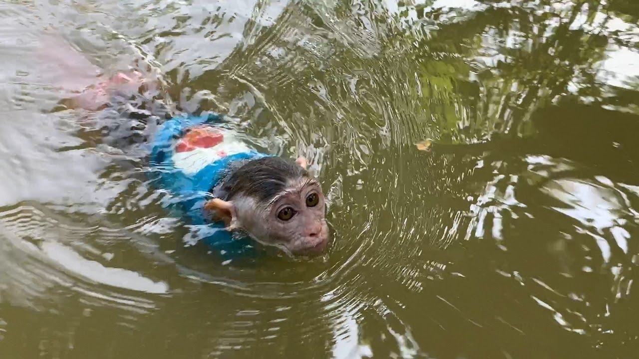 Baby monkeys enjoy following the ducks || baby monkey swimming - YouTube