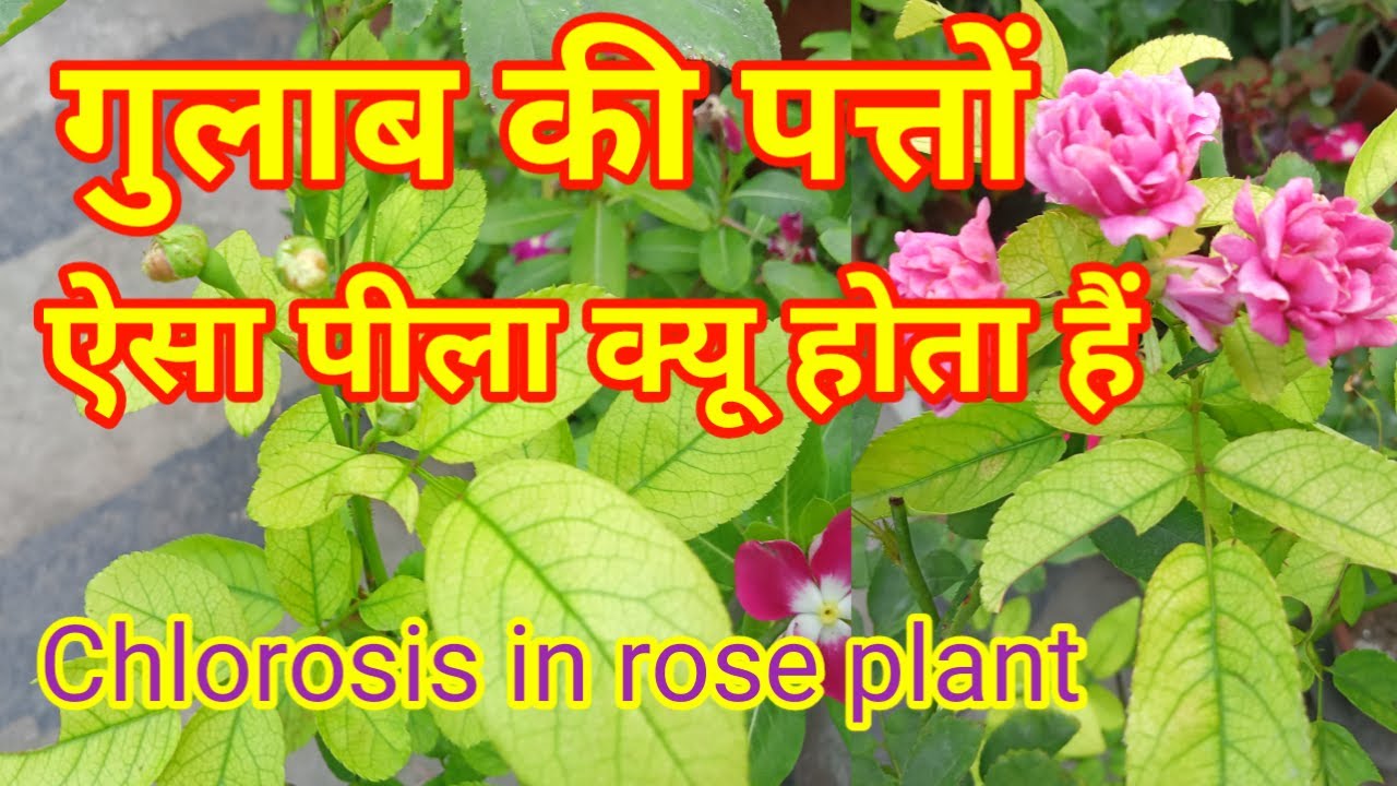 Rose plant chlorosis | Rose chlorosis - YouTube