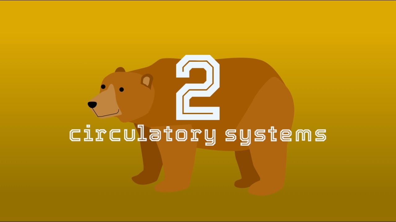 How Animals Work - Circulatory Systems - YouTube