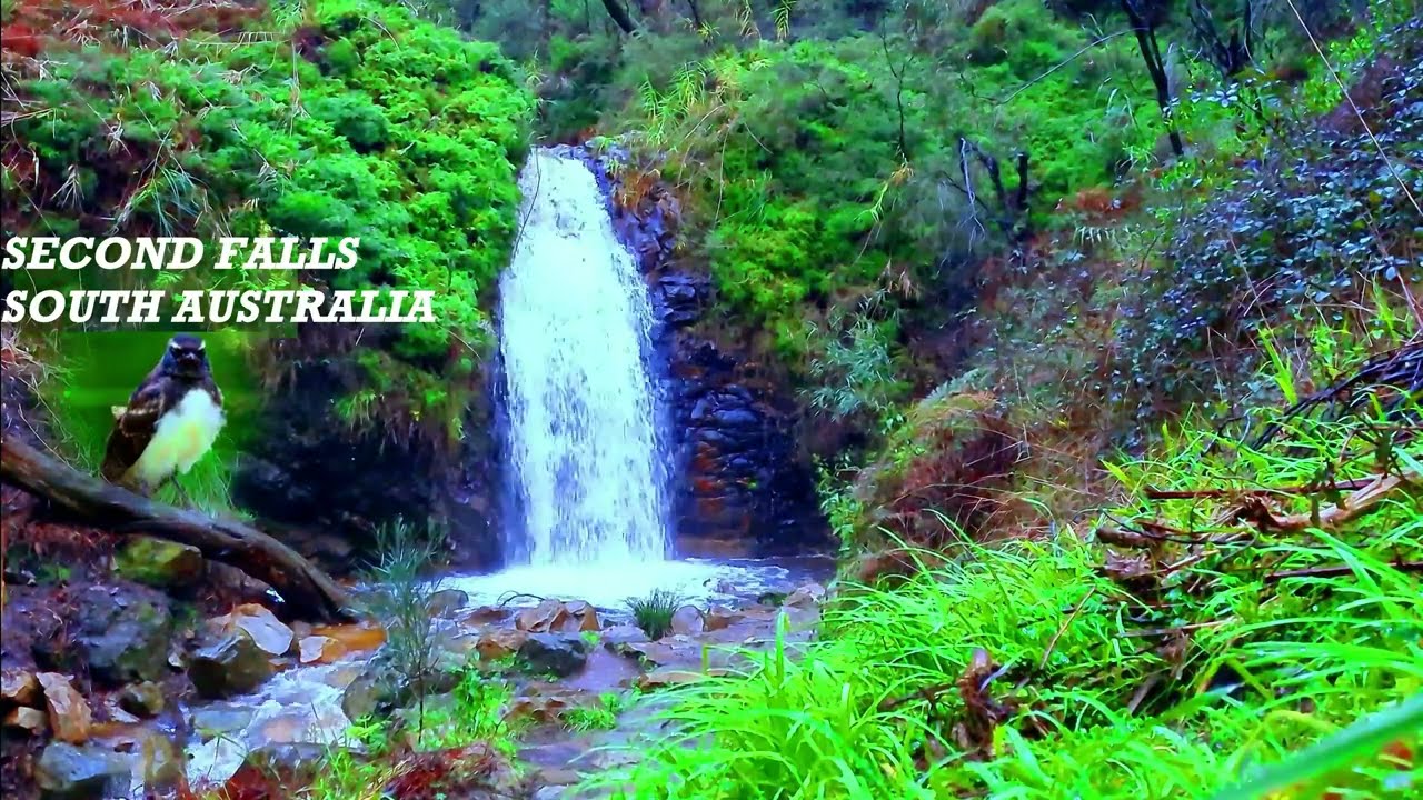 Nightingale Singing in Beautiful Waterfall - YouTube