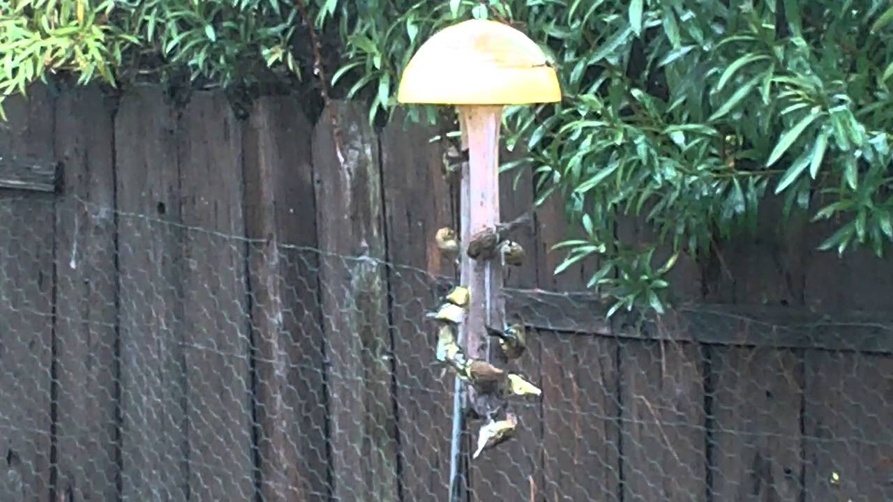 Large Flock Of Yellow & Mixed Finches Feeding In The Rain 1-6-16 - YouTube