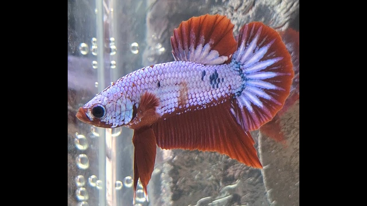 FCCP BETTA RED BASE - YouTube