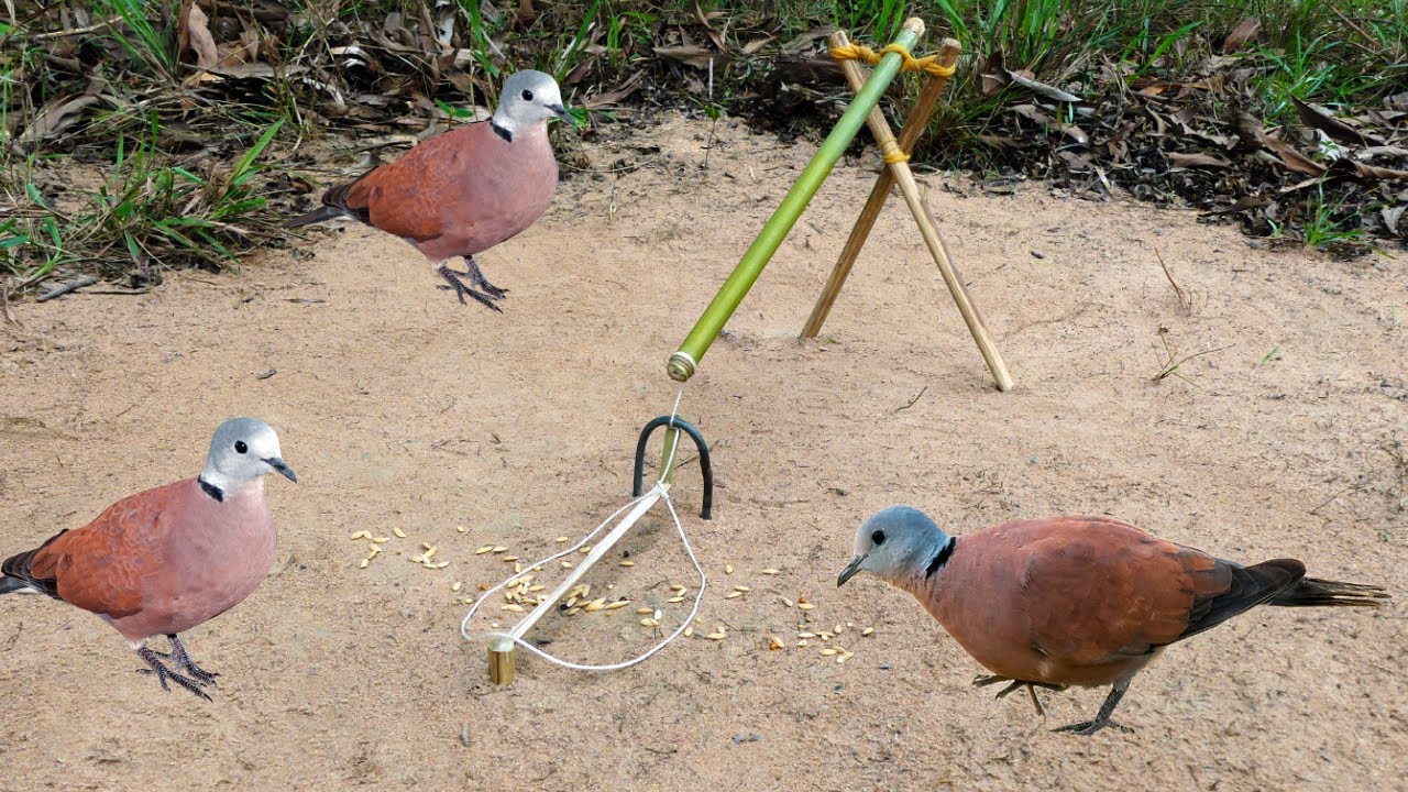 Creative Unique Dove Trap // Catch Wild Dove Using Wood And Bamboo ...